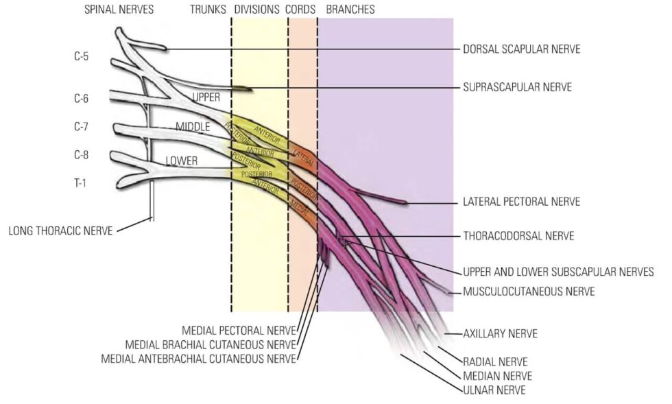 What is Brachial Plexus Birth Palsy: Problems of the shoulder joint